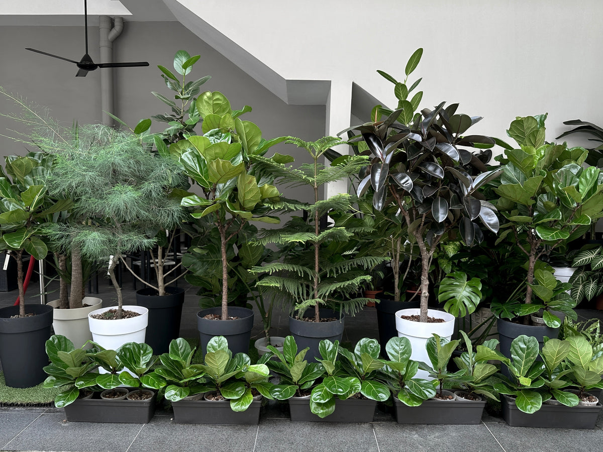 THE POTTED + – JUNGALORE