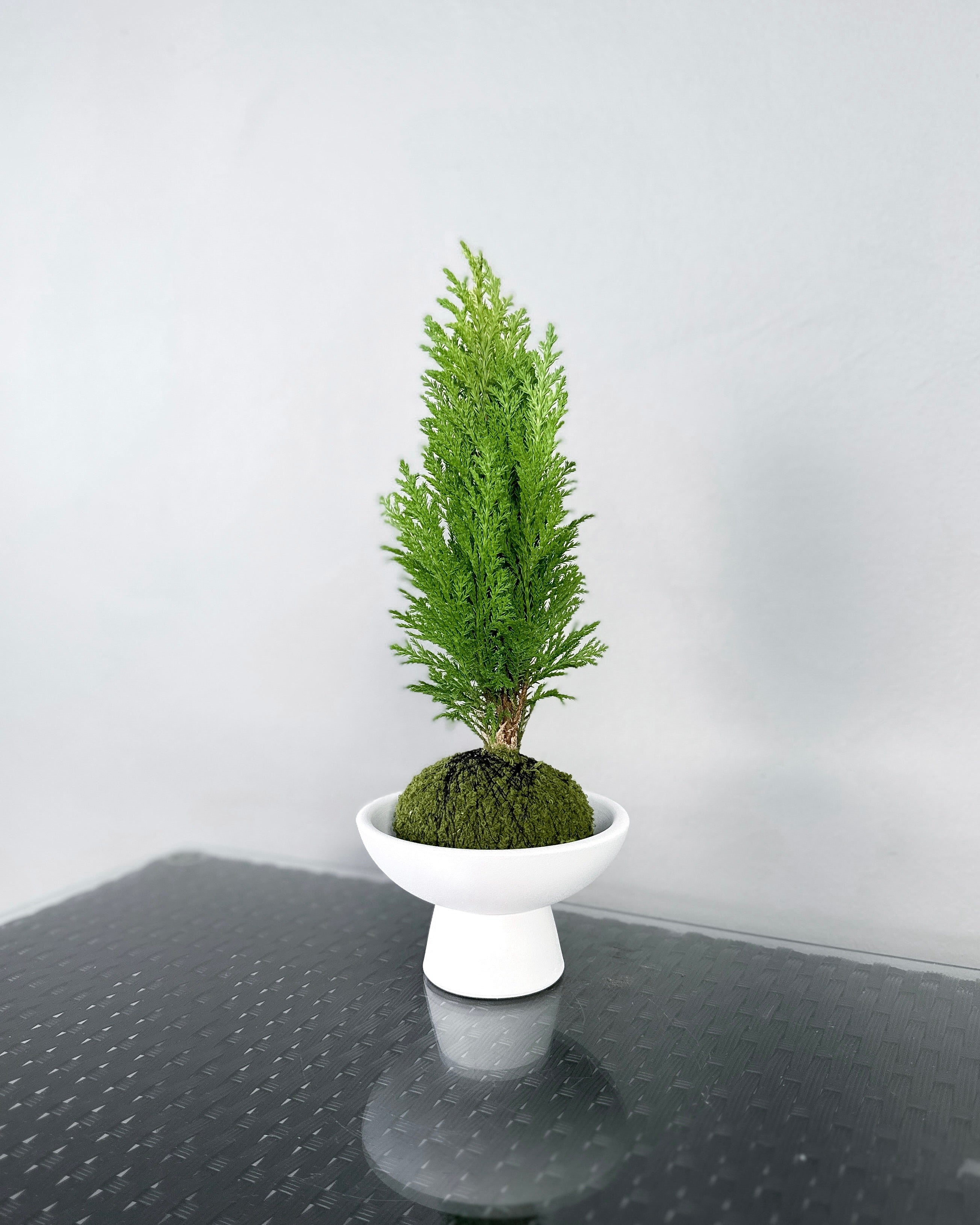Mini Christmas Tree Cupressus Goldcrest JGL MossBall ; JUNGALORE ...