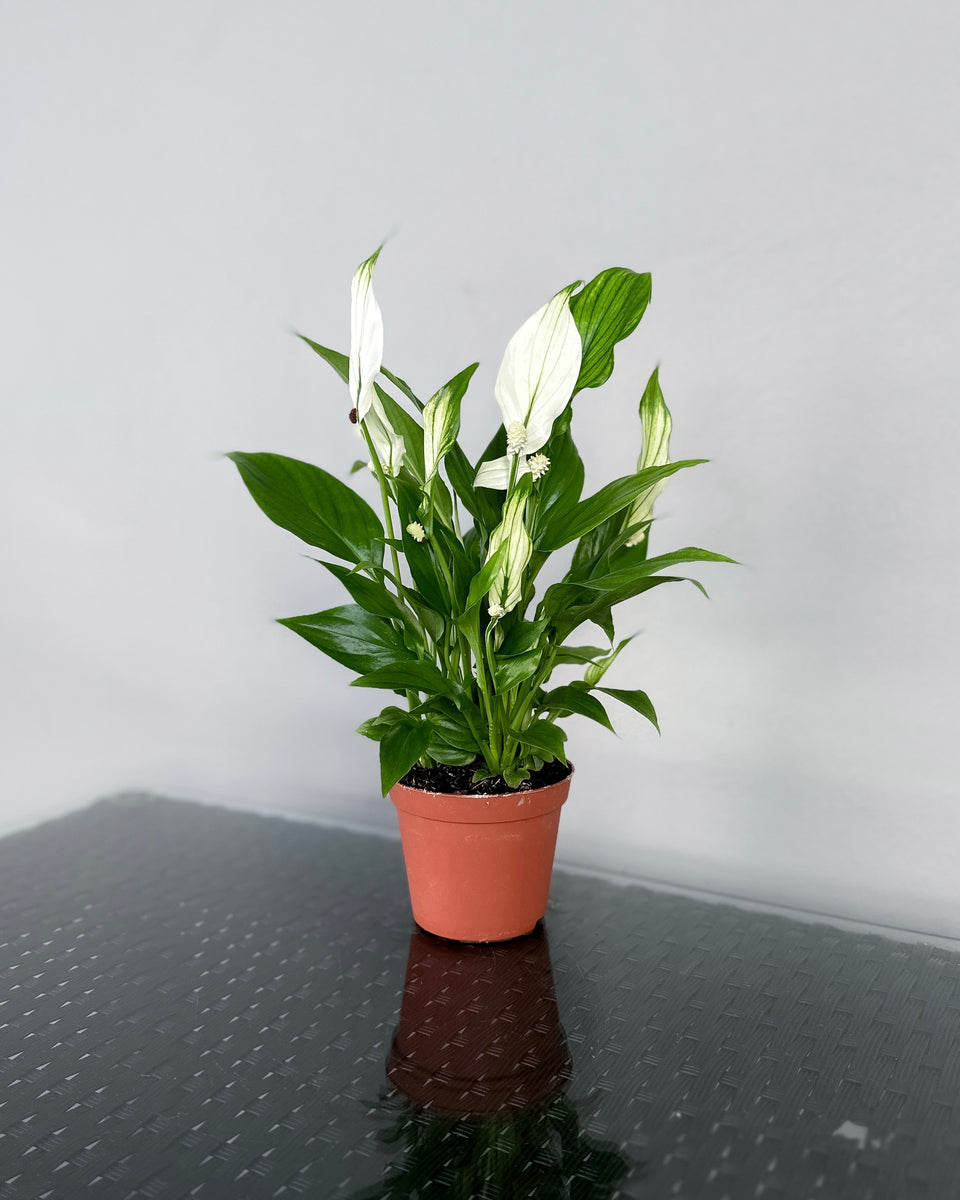 Spathiphyllum Chopin Mini Peace Lily [Holland] ; JUNGALORE | Singapore