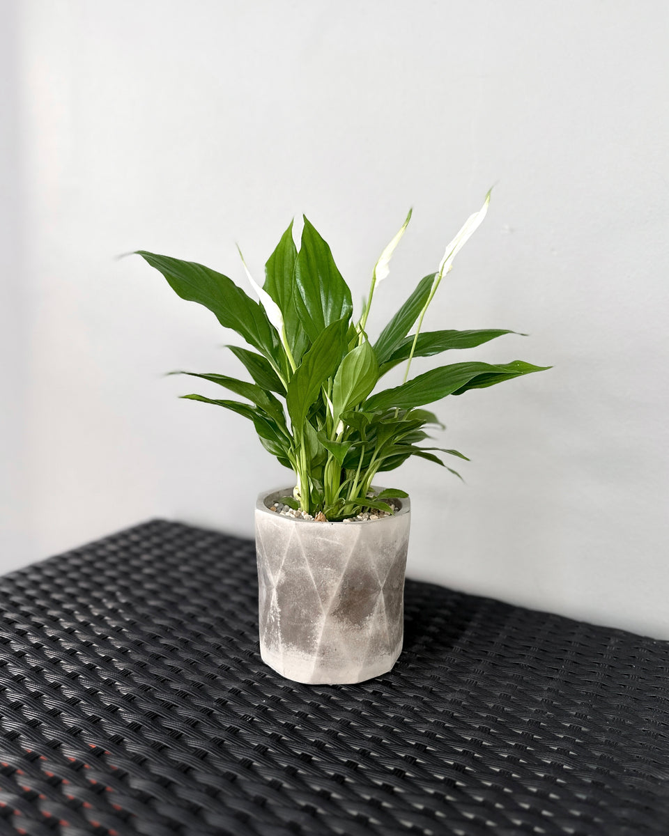 Spathiphyllum Chopin Peace Lily [Holland] ; JUNGALORE | Singapore