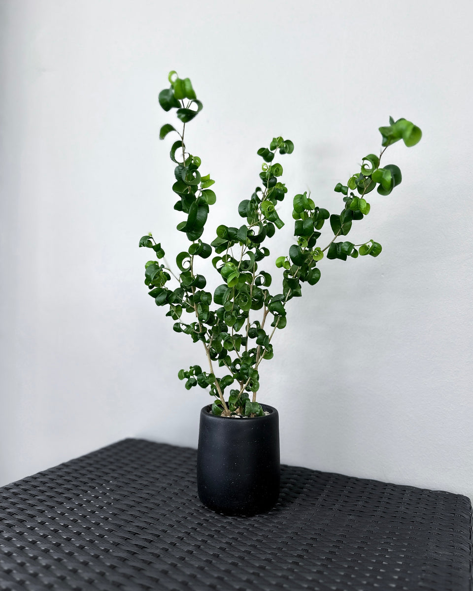 Ficus Benjamina Pandora - Baroque 'Curly Weeping Fig' ; JUNGALORE ...