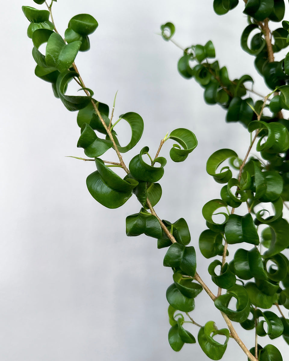 Ficus Benjamina Pandora - Baroque 'Curly Weeping Fig' ; JUNGALORE ...