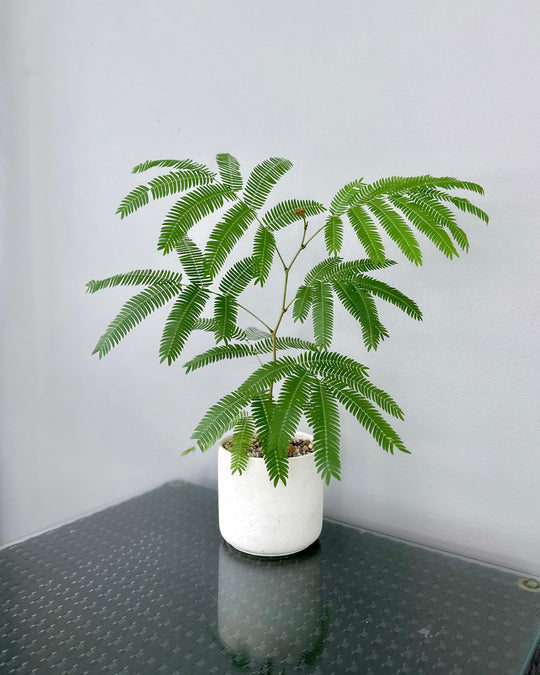 THE POTTED + – JUNGALORE