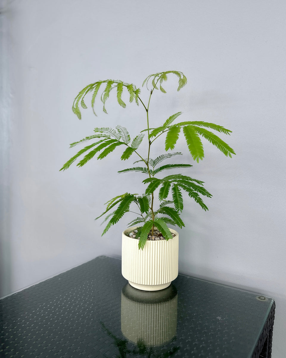 Everfresh Tree Petite Pithecellobium Confertum アカサヤネムノキ ; JUNGALORE ...