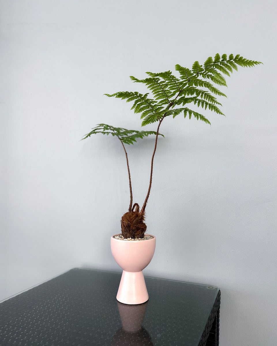 Monkey's Tail Fern ; JUNGALORE | Singapore