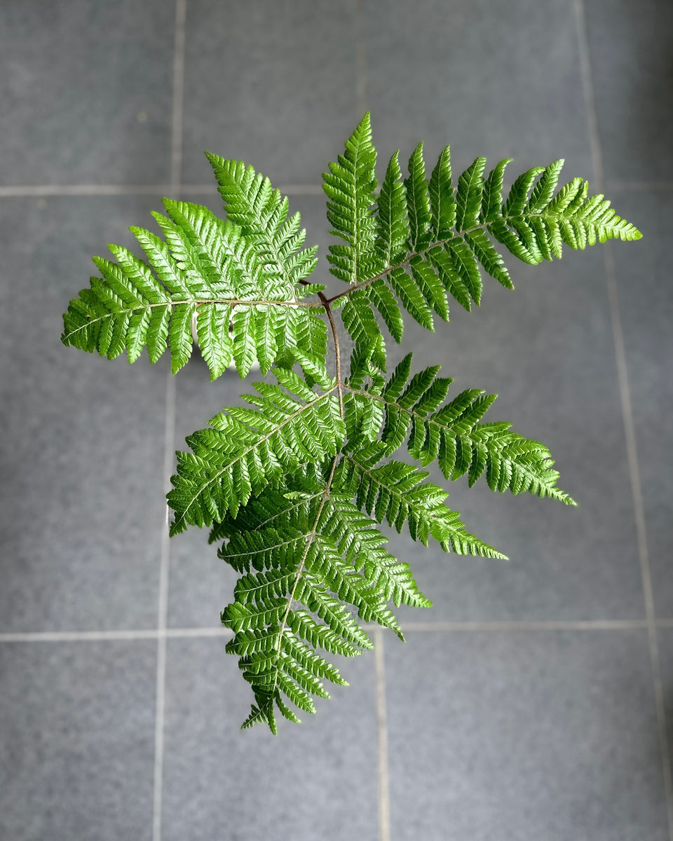 Monkey's Tail Fern ; JUNGALORE | Singapore