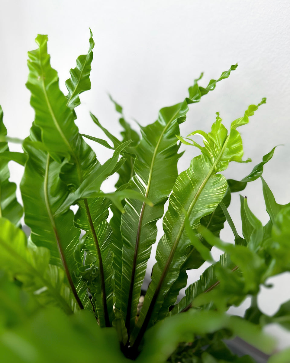 Asplenium Variegata Bird's Nest Fern ; JUNGALORE | Singapore