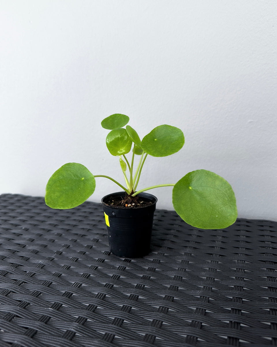 Pilea Peperomioides Mini ; JUNGALORE | Singapore