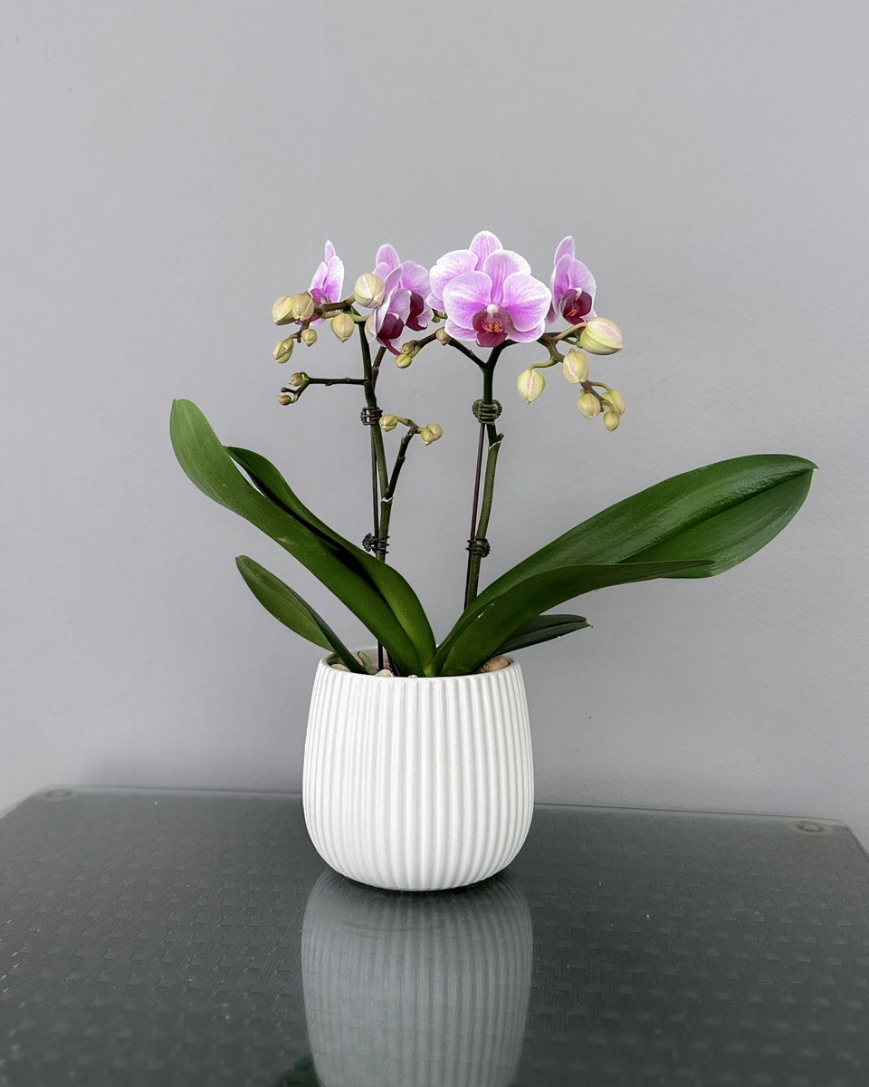 Mini Phalaenopsis Orchids ; JUNGALORE | Singapore