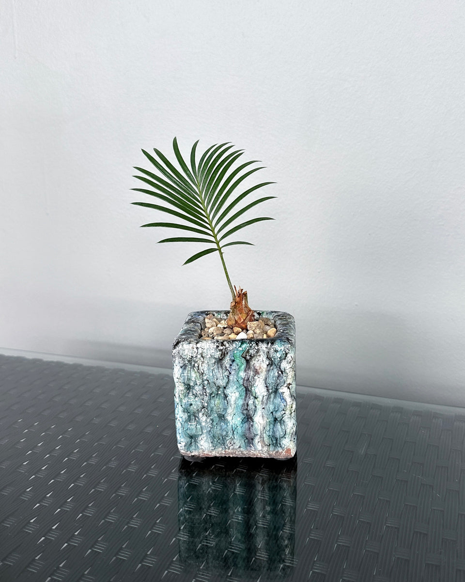 Cycas Revoluta Mini Sago Palm ; JUNGALORE | Singapore