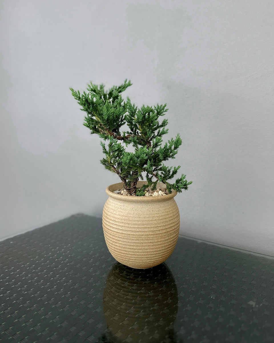 Juniper Sleeping Pine Bonsai ; JUNGALORE | Singapore