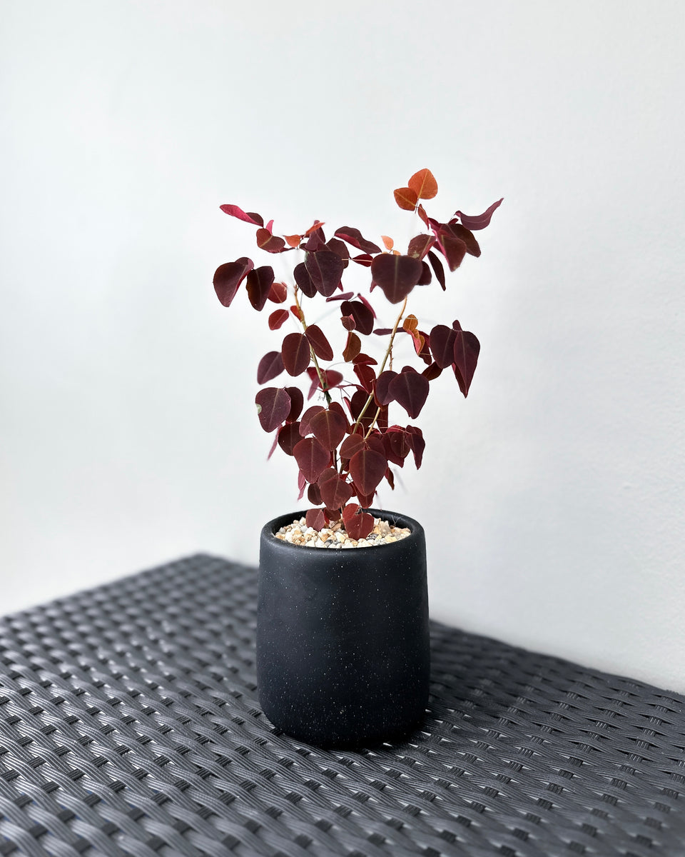 Oxalis Hedysaroides Rubra 'Fire Fern' ; JUNGALORE | Singapore