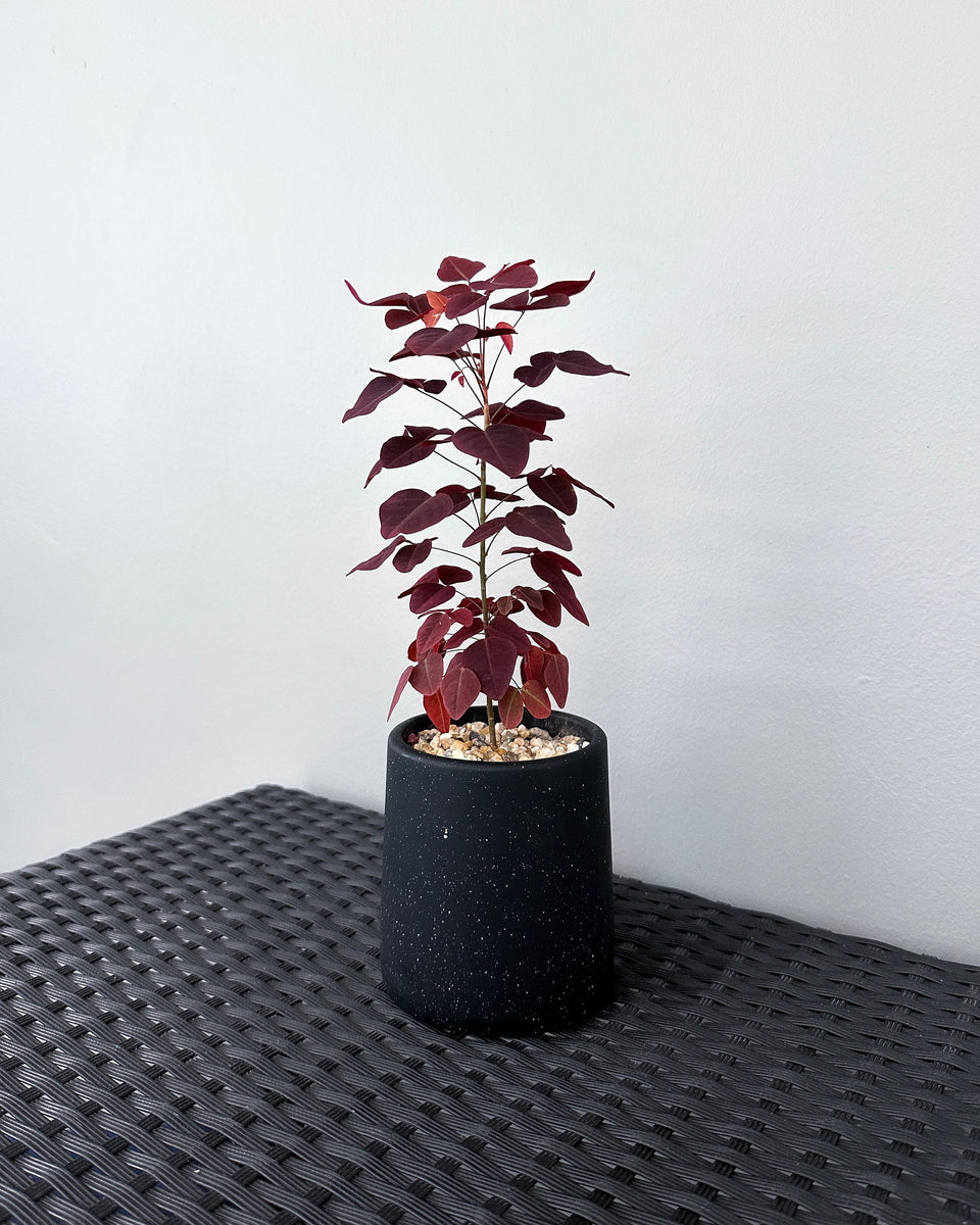 Oxalis Hedysaroides Rubra 'Fire Fern' ; JUNGALORE | Singapore