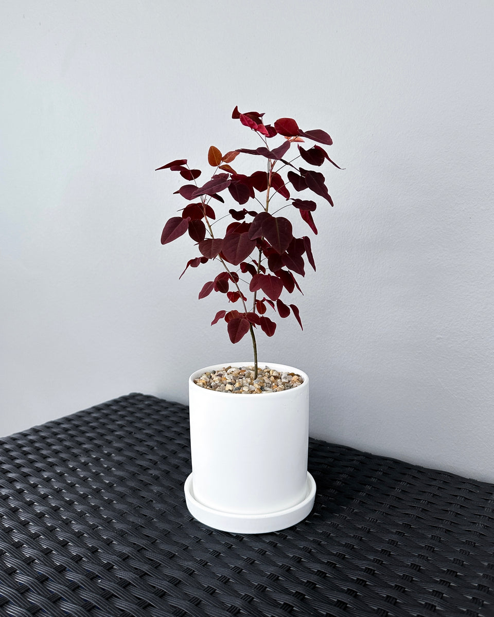 Oxalis Hedysaroides Rubra 'Fire Fern' ; JUNGALORE | Singapore