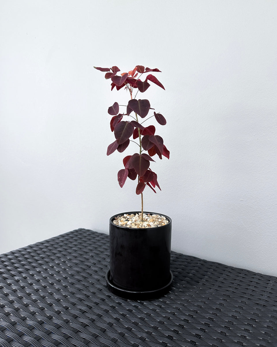 Oxalis Hedysaroides Rubra 'Fire Fern' ; JUNGALORE | Singapore