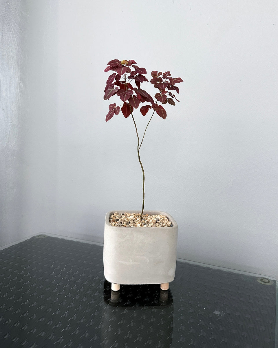 Oxalis Hedysaroides Rubra 'Fire Fern' ; JUNGALORE | Singapore