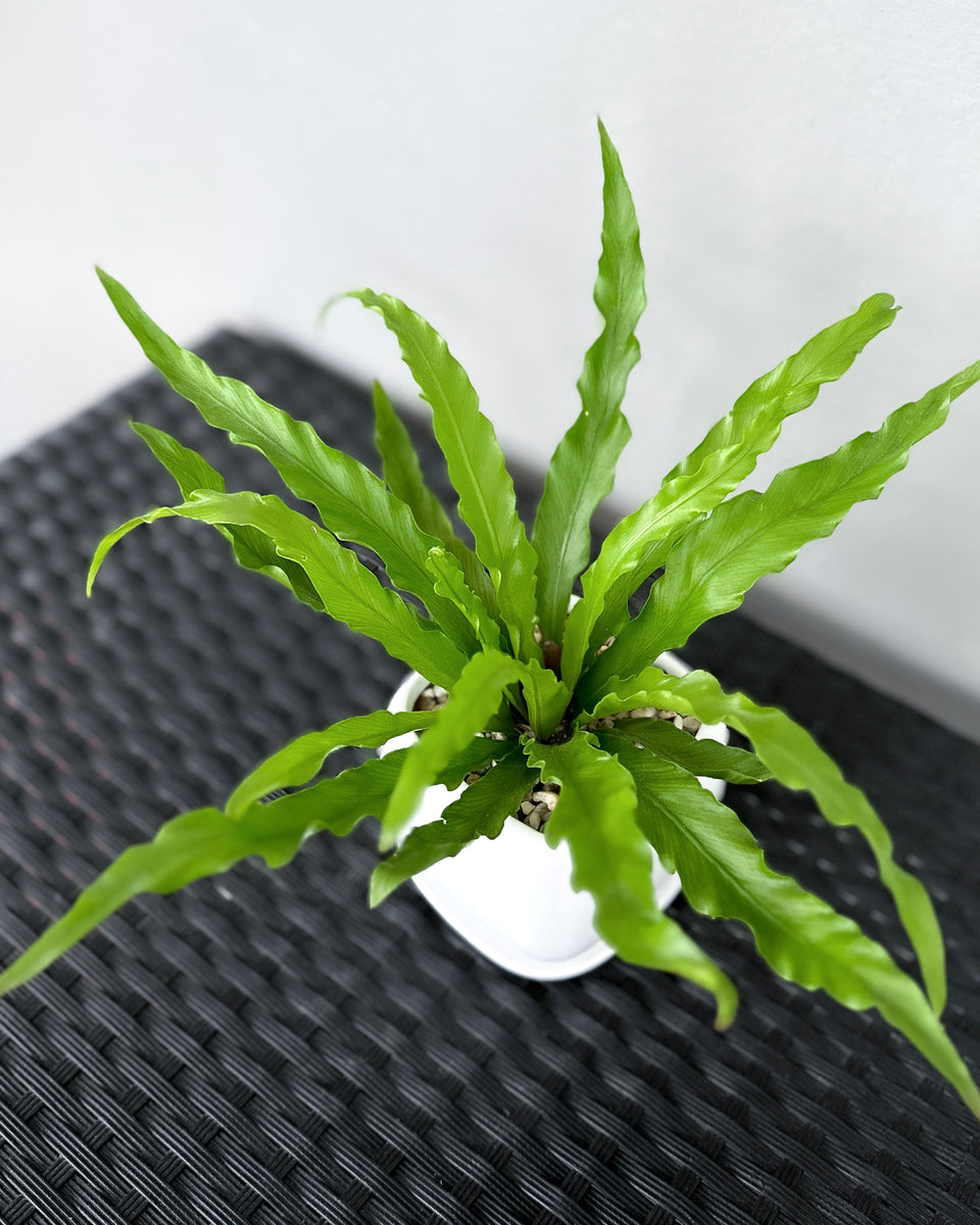 Asplenium Antiquum Osaka ; JUNGALORE | Singapore