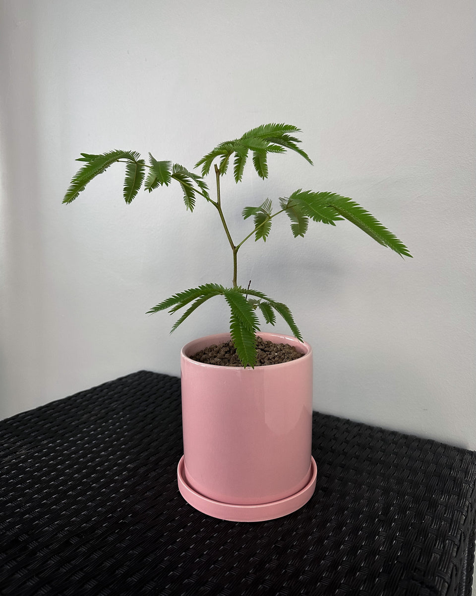 Everfresh Tree [Japan] Pithecellobium Confertum ; JUNGALORE | Singapore